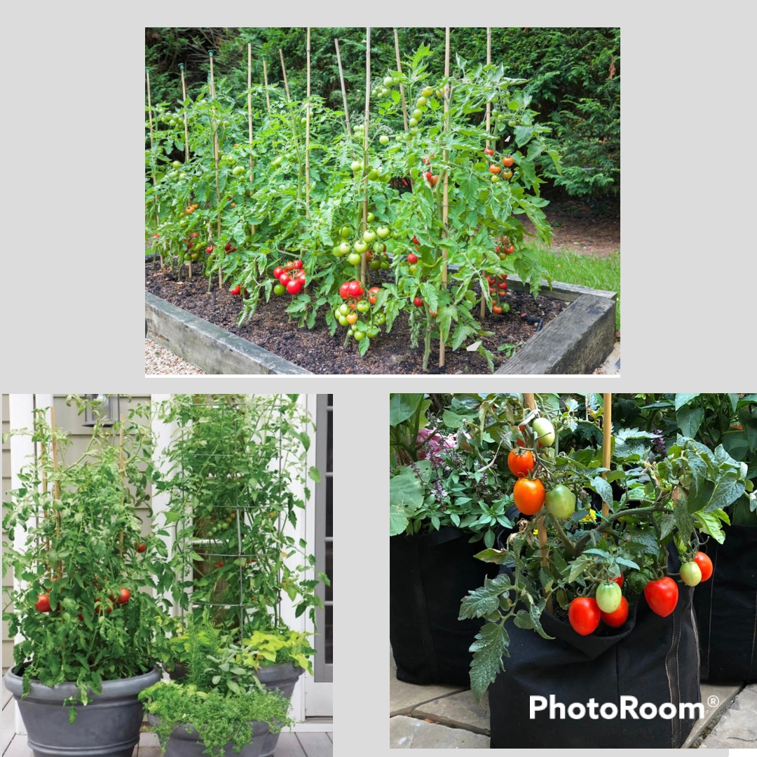 Tomatoes fresh picked at your home garden, patio to backyard ...